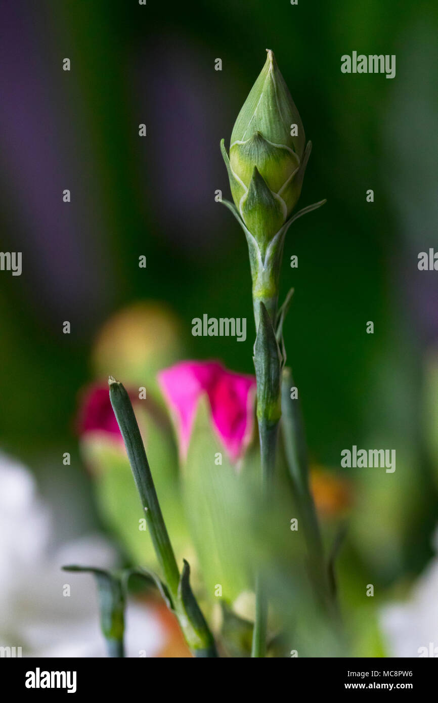 Carnation bud from a Spring garden Stock Photo - Alamy