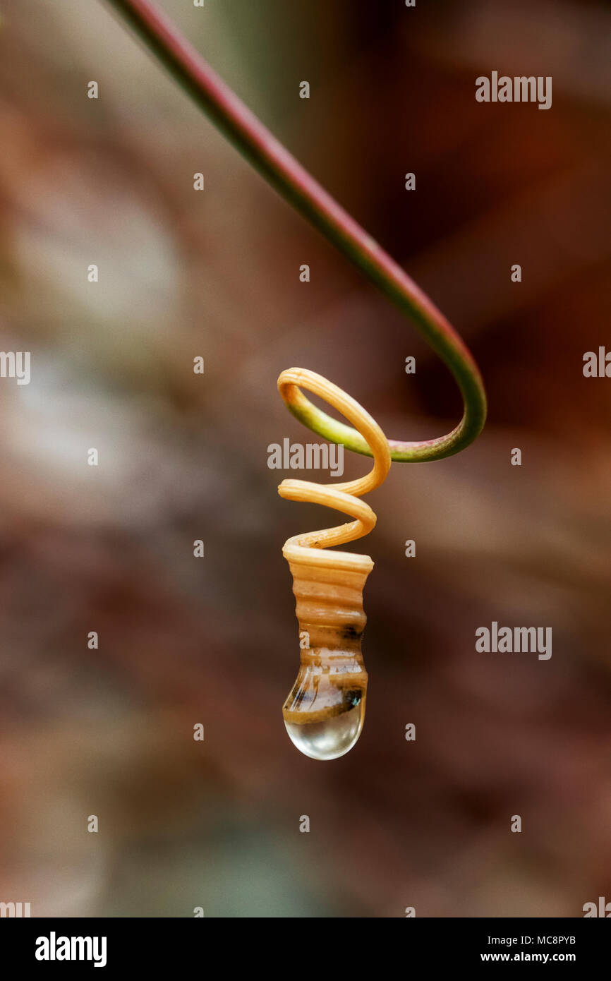 Water droplets captured by a coiled purple vine tendril wound tightly ...