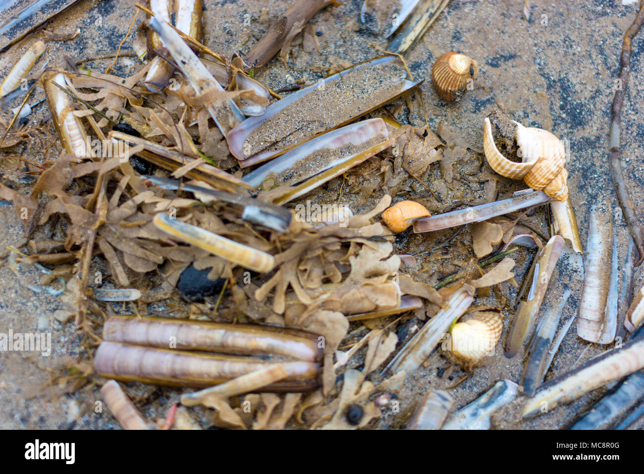 Razor clams uk hi-res stock photography and images - Alamy