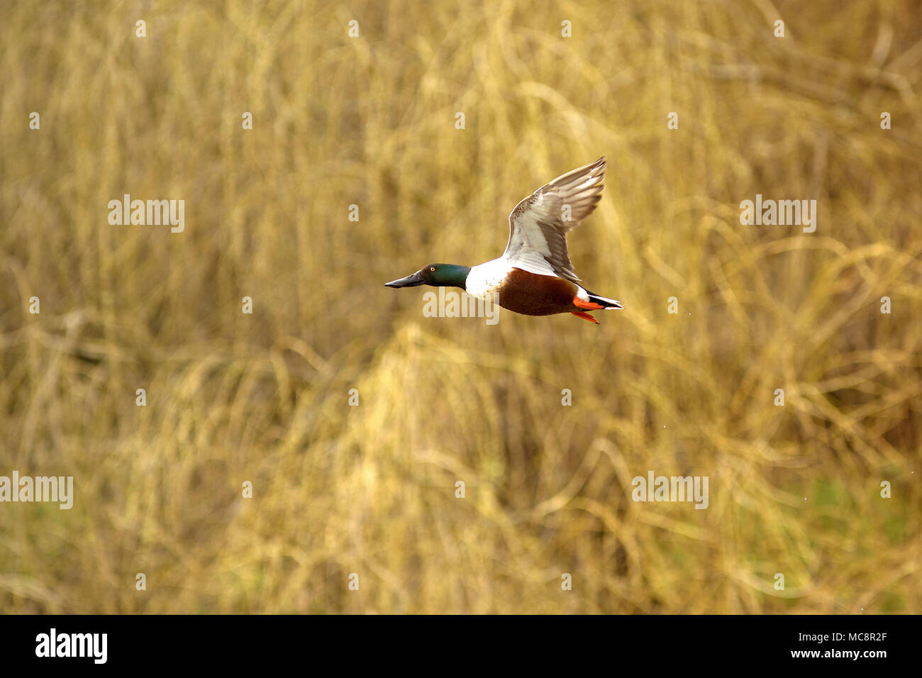 capture of wildfowl in regent's park London Stock Photo - Alamy