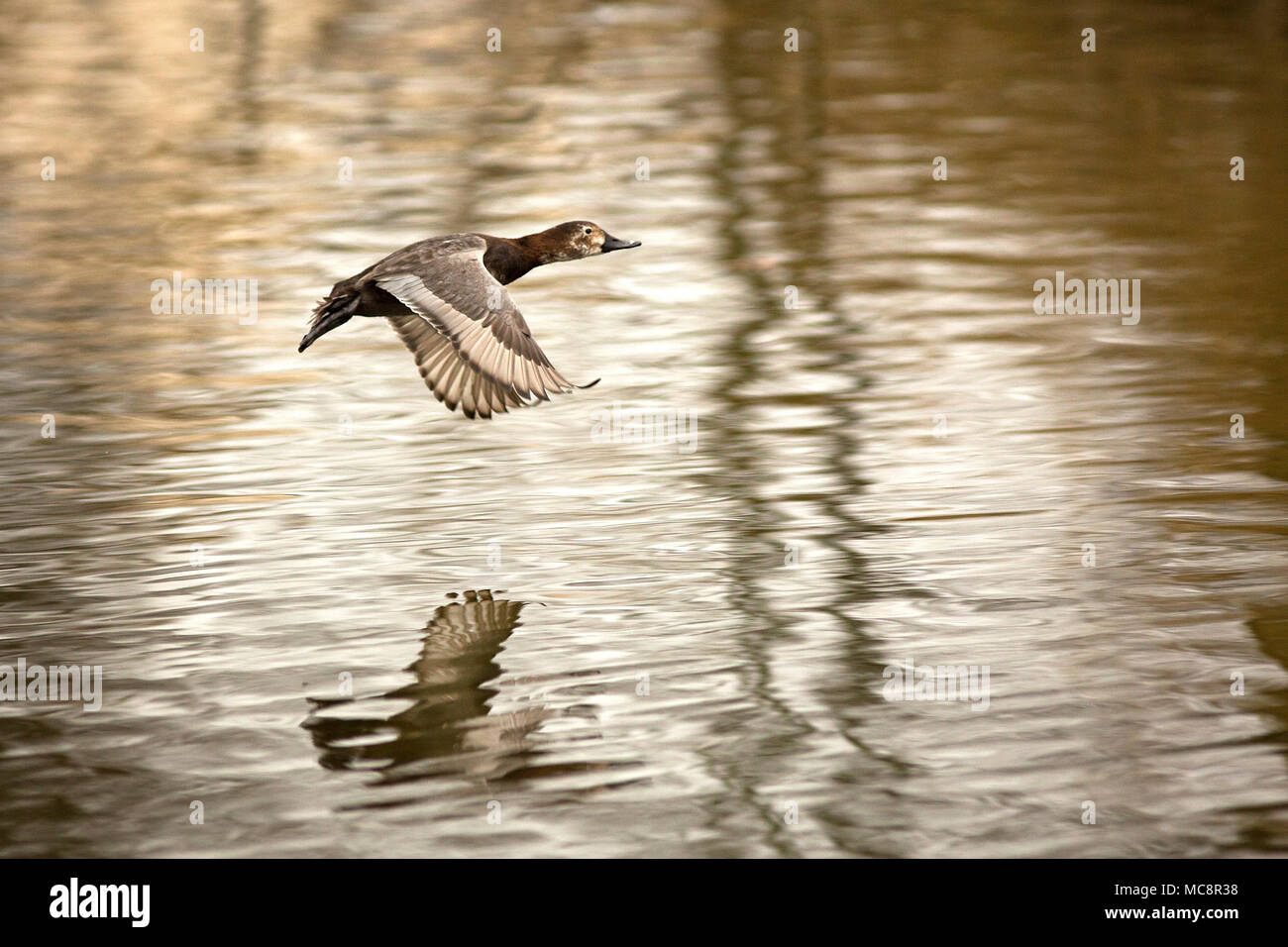 capture of wildfowl in regent's park London Stock Photo - Alamy