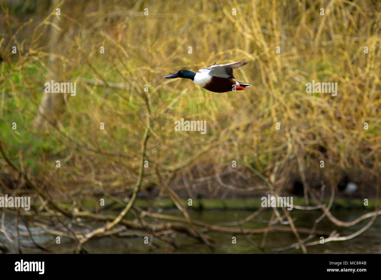 capture of wildfowl in regent's park London Stock Photo - Alamy
