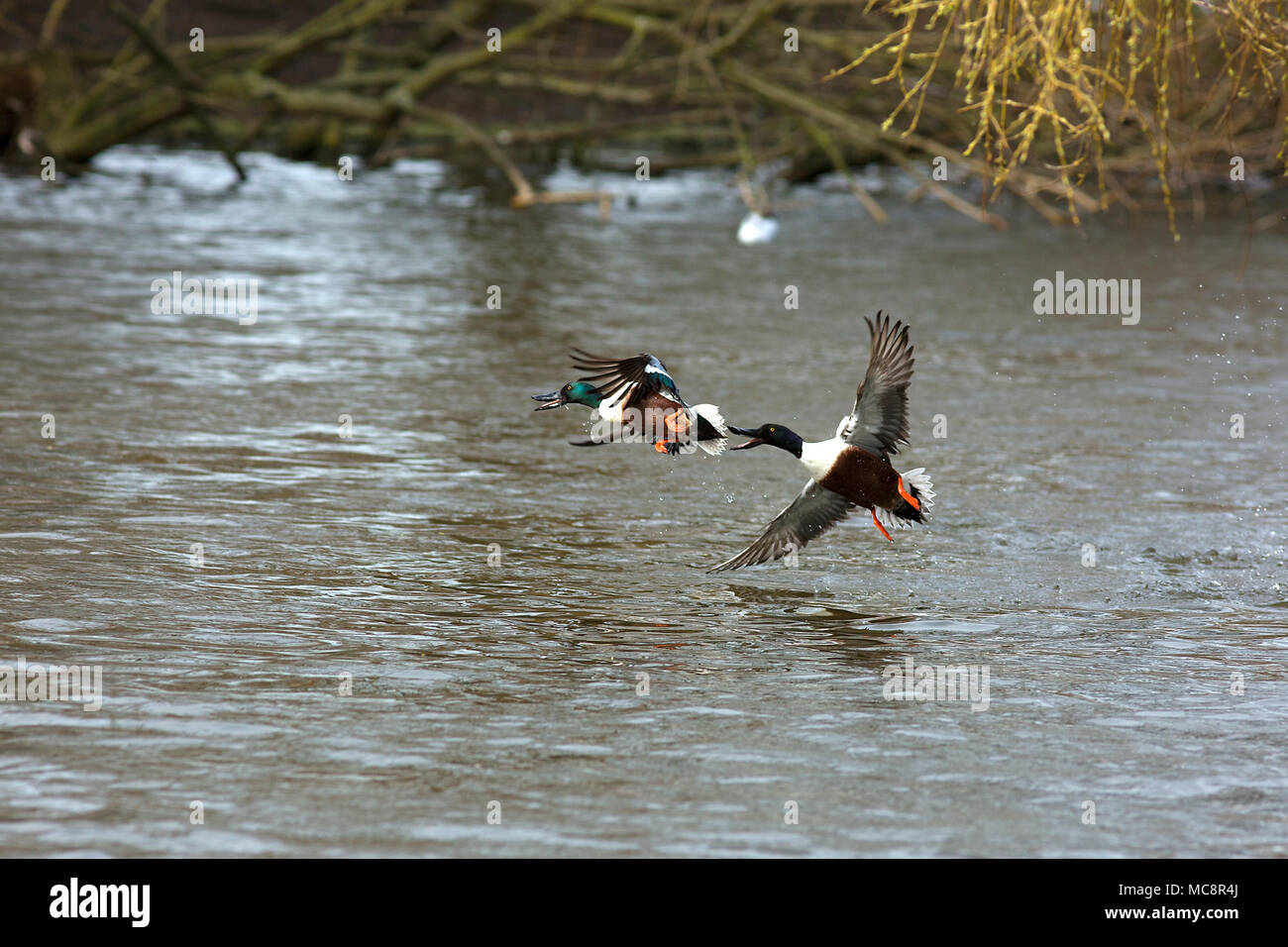 capture of wildfowl in regent's park London Stock Photo - Alamy