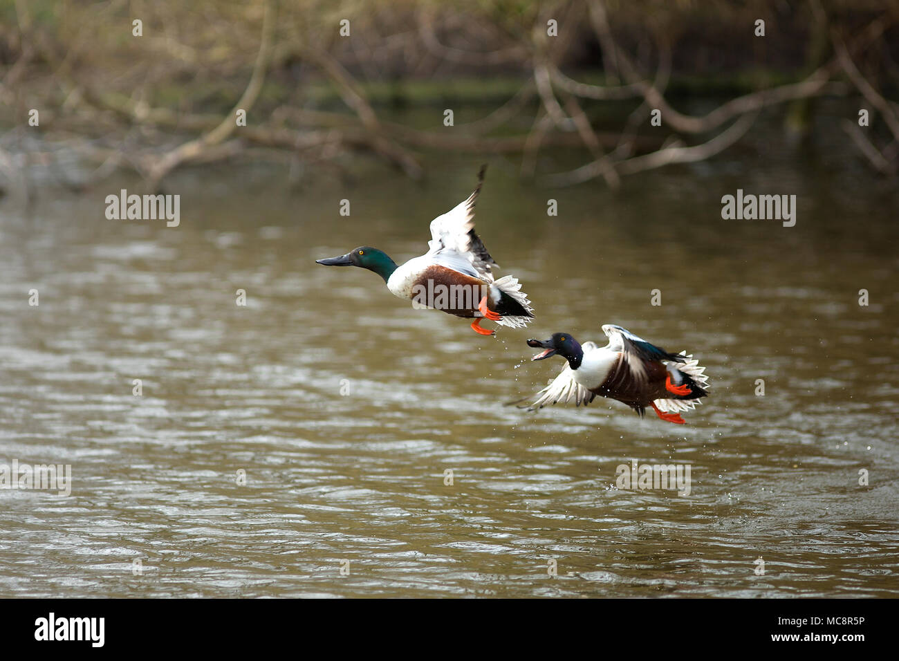 capture of wildfowl in regent's park London Stock Photo - Alamy