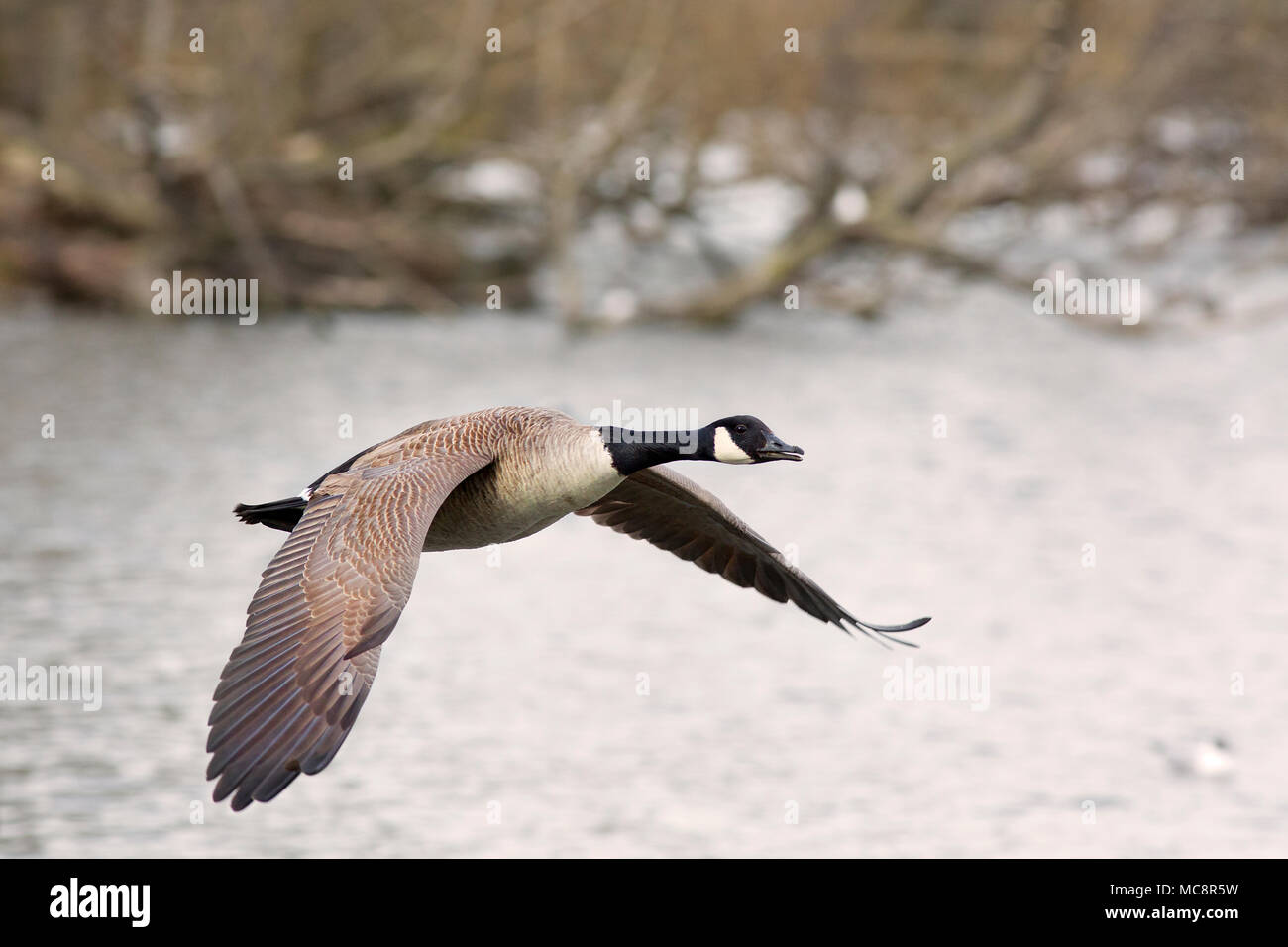 capture of Canadian goose flying Stock Photo - Alamy