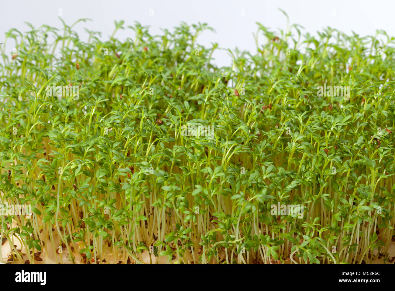 Cress seedlings isolated on white background Stock Photo - Alamy