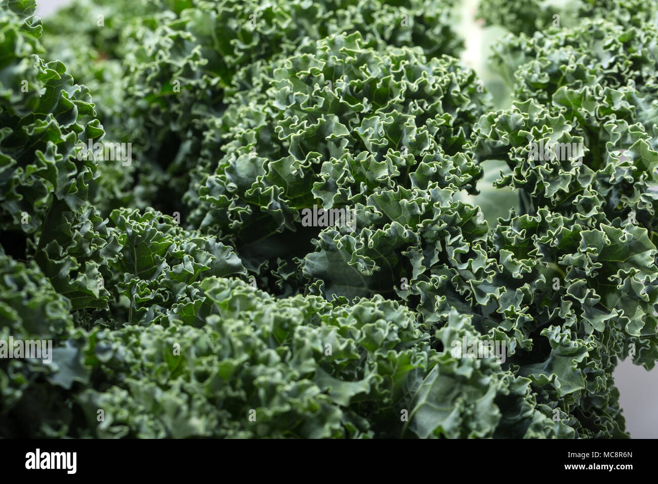 A healthy fresh curly kale Stock Photo - Alamy