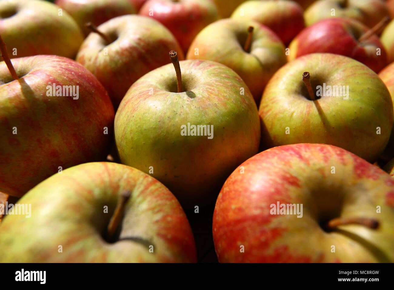 Food: Apples - cultivar Champion Stock Photo - Alamy