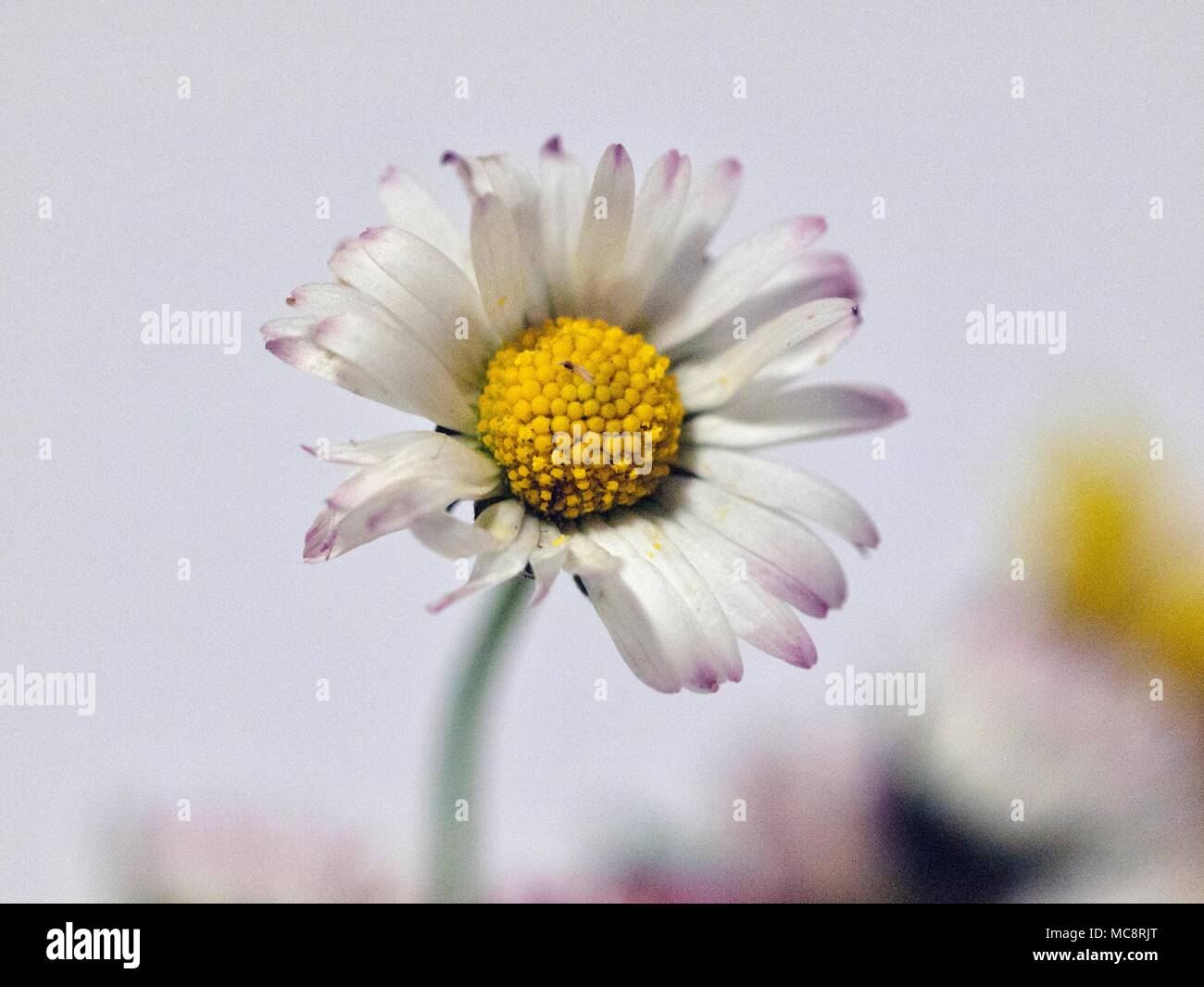 White margarites hi-res stock photography and images - Alamy