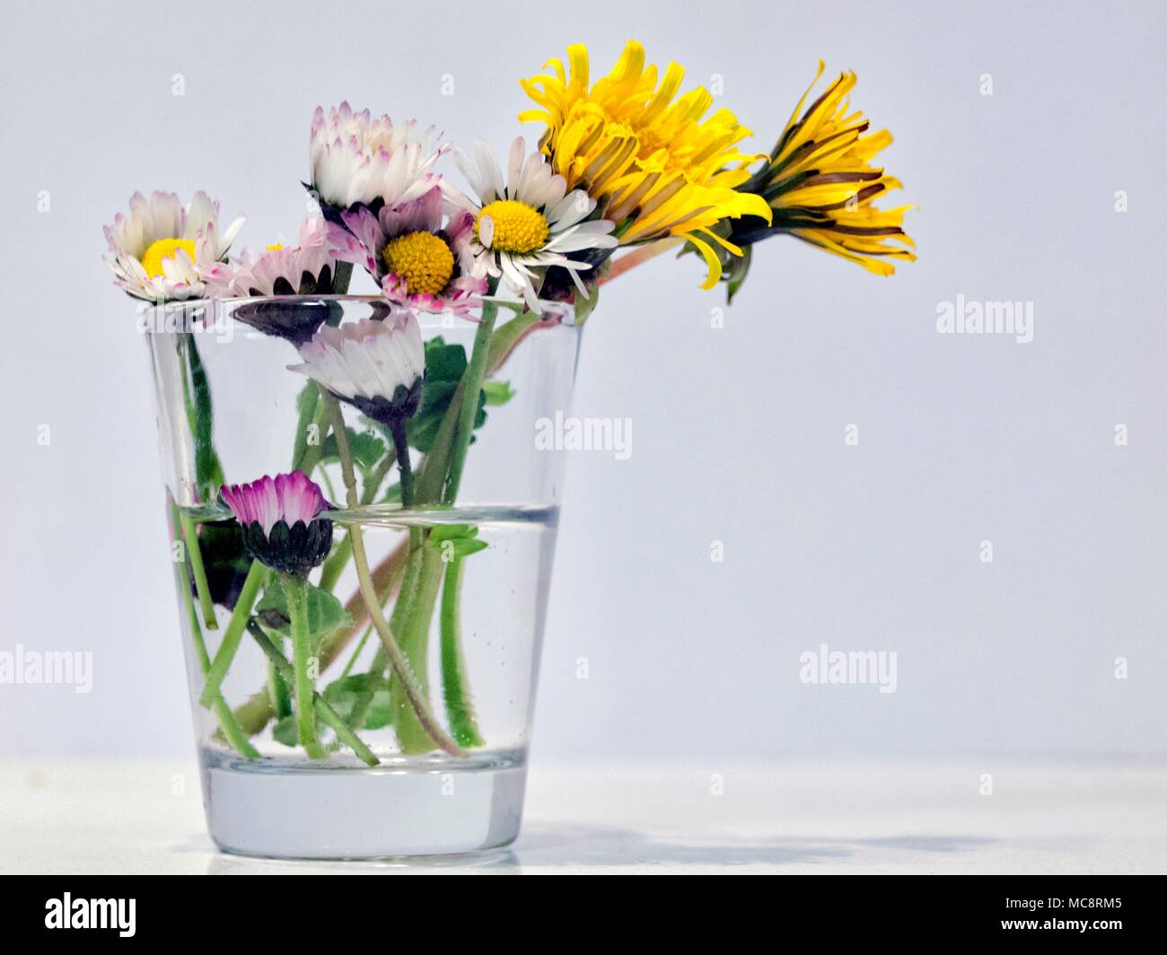 Petals of daisies hi-res stock photography and images - Alamy