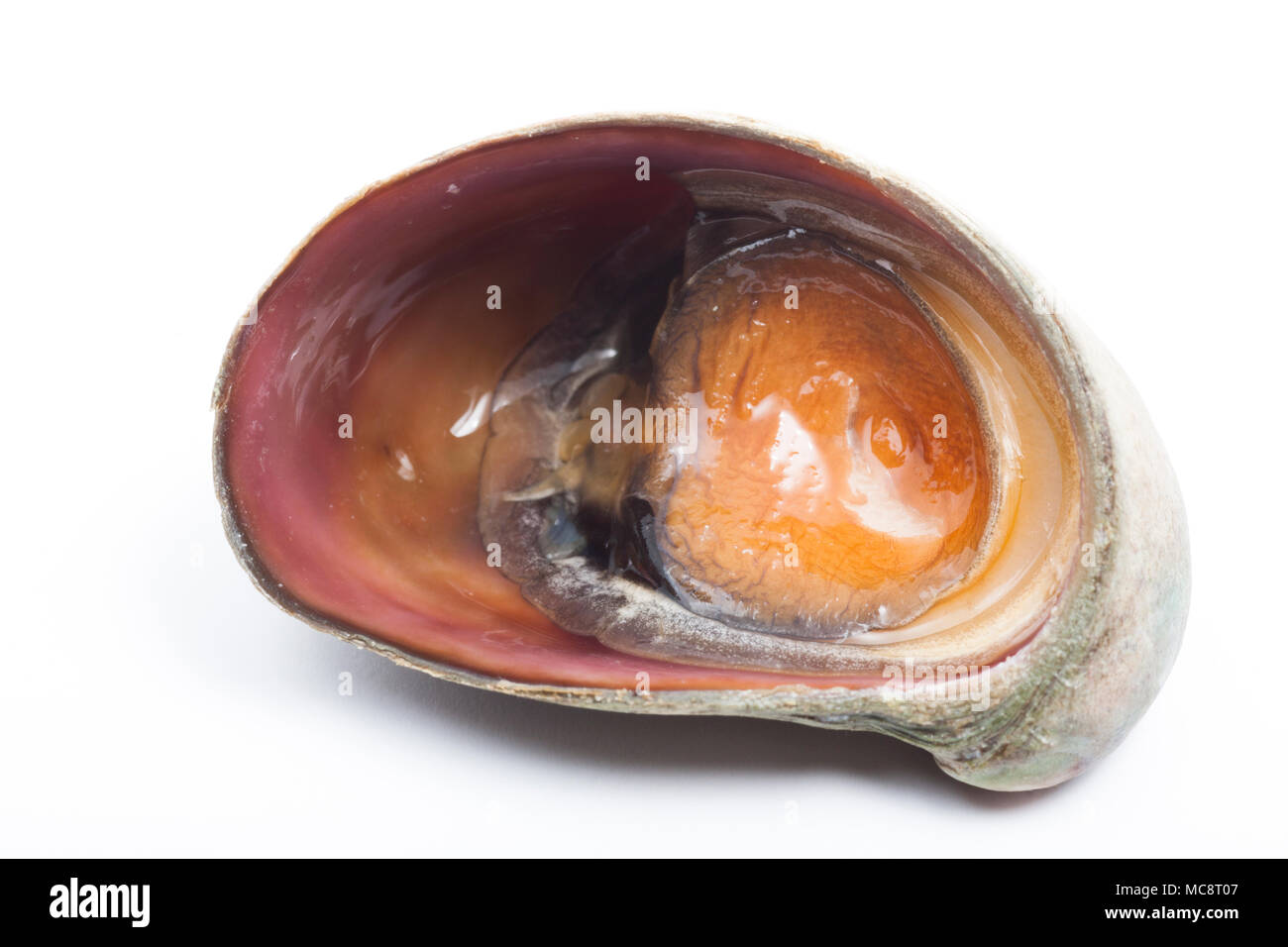 Uk shellfish species Cut Out Stock Images & Pictures - Alamy