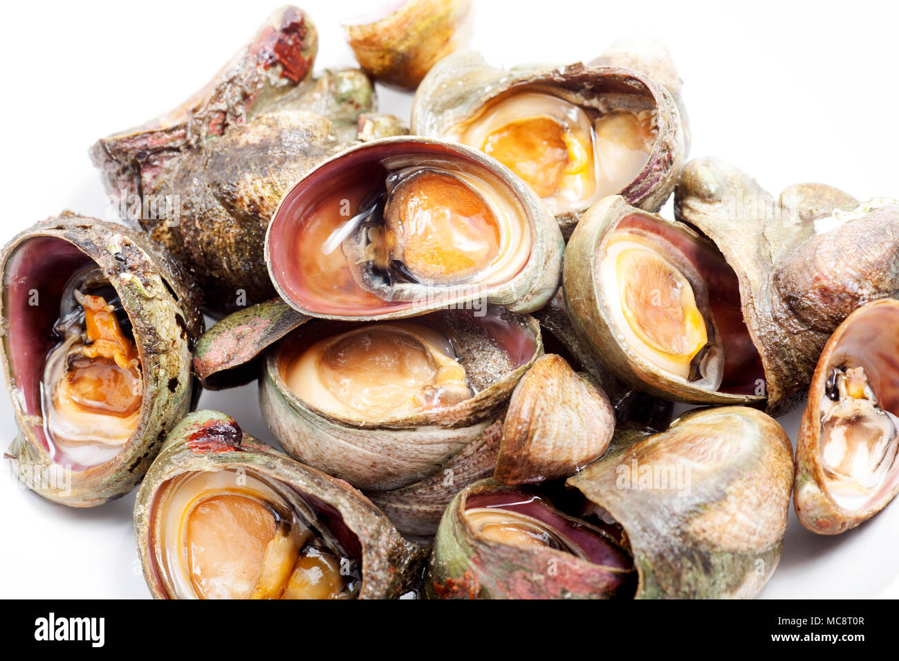Slipper limpets, Crepidula fornicata, gathered around the Weymouth area ...