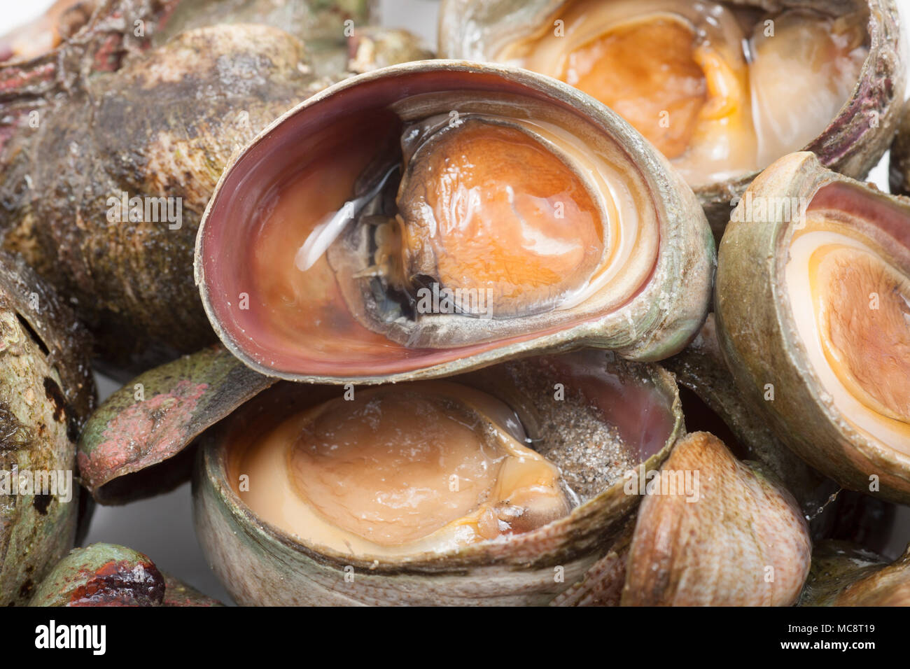 Slipper limpets, Crepidula fornicata, gathered around the Weymouth area ...