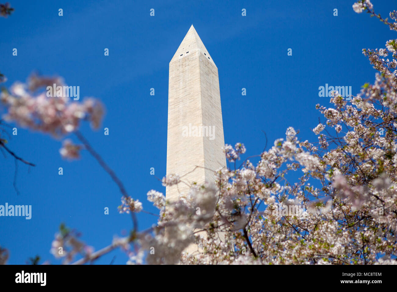 Prunus obelisk hi-res stock photography and images - Alamy