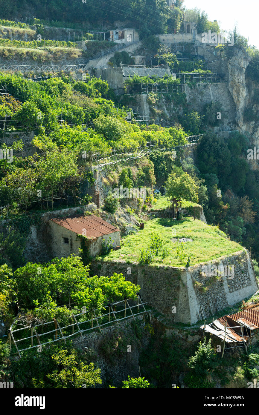 Hillside Terrace Garden
