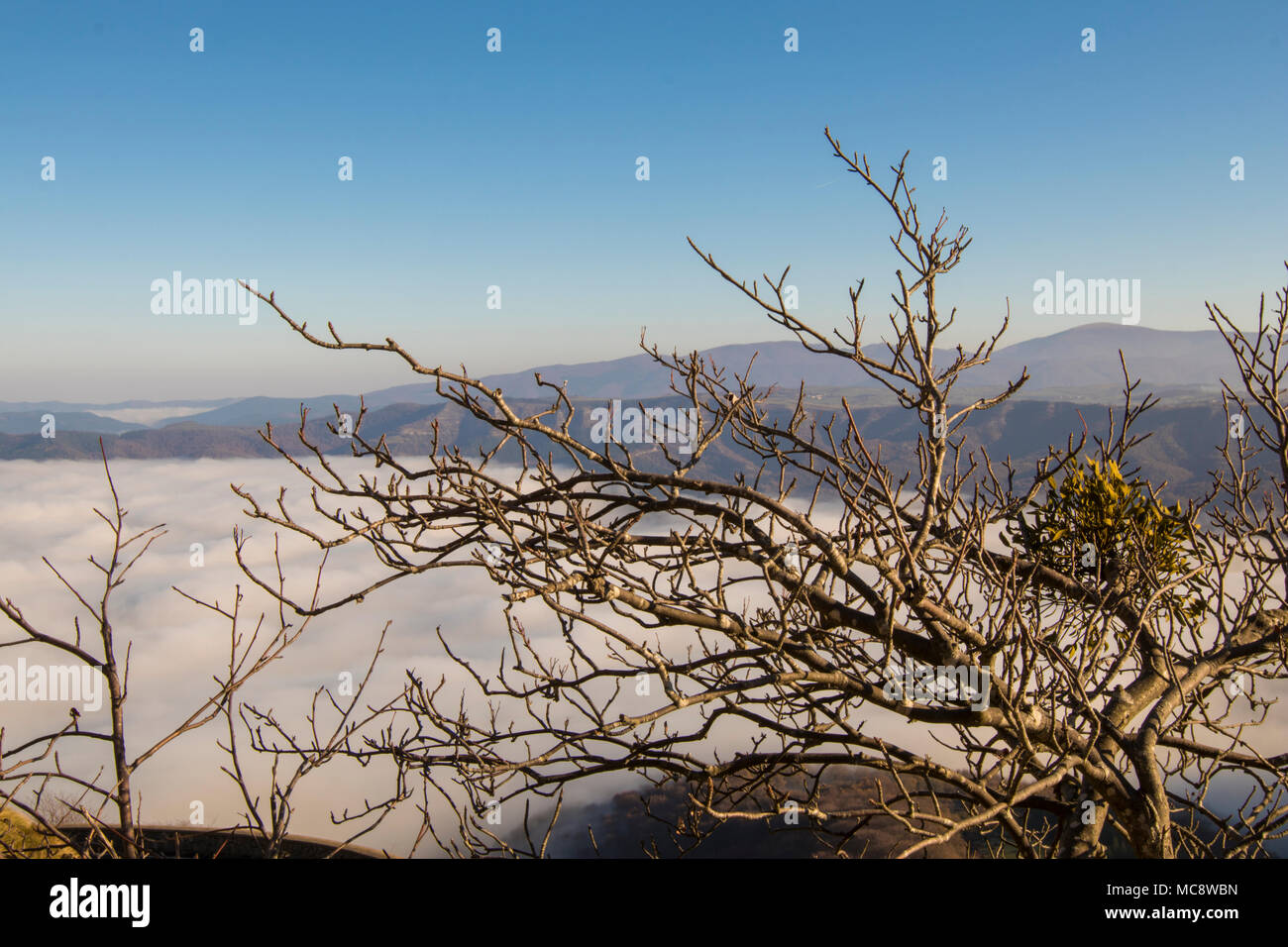 tree branches with fog Stock Photo - Alamy