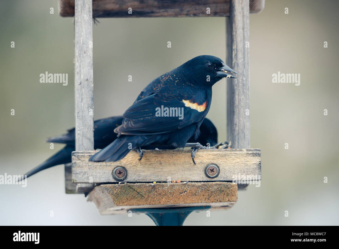 Red winged blackbird at sunflower feeder. horizontal image with ...