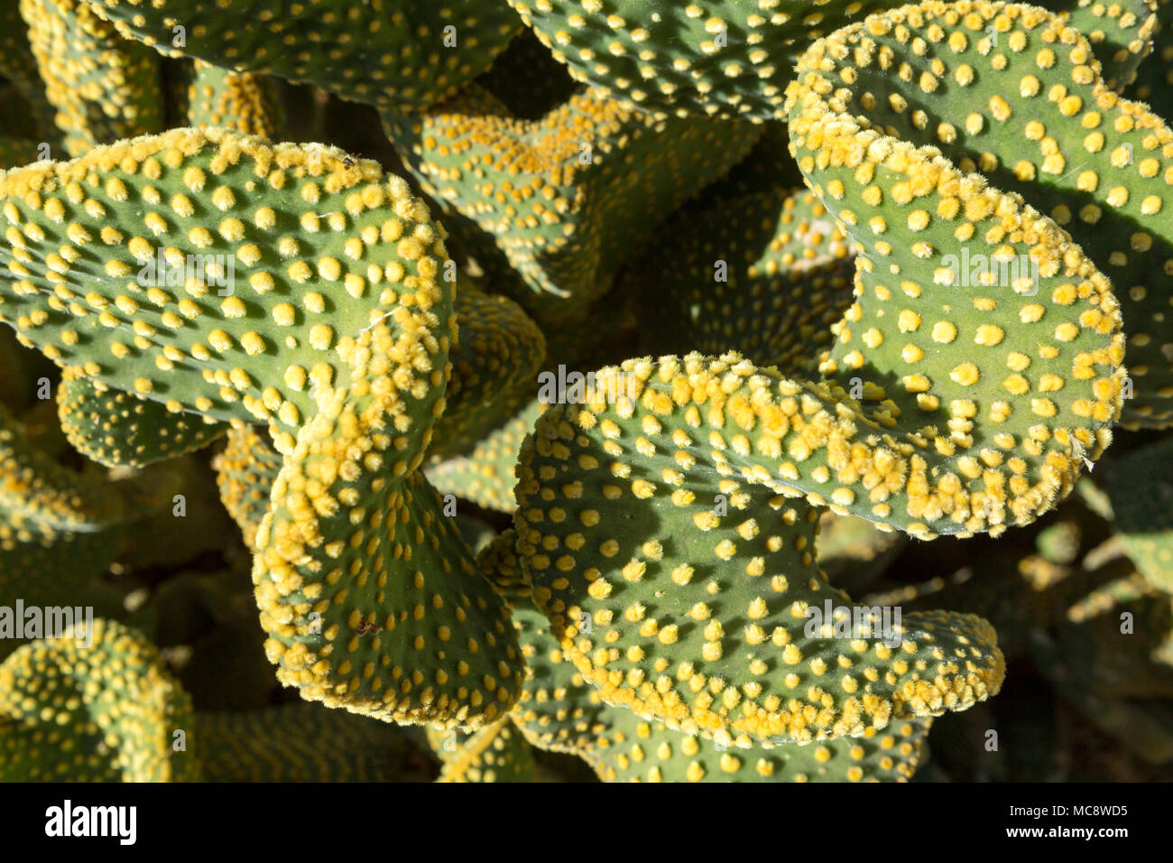 Crested cactus hi-res stock photography and images - Alamy