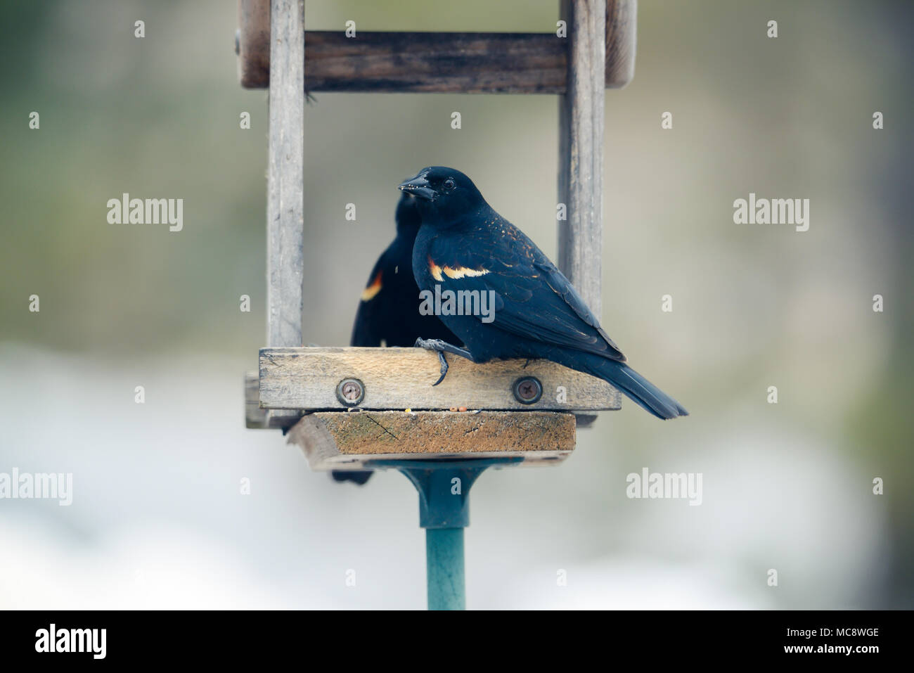 Red winged blackbird at sunflower feeder. horizontal image with ...