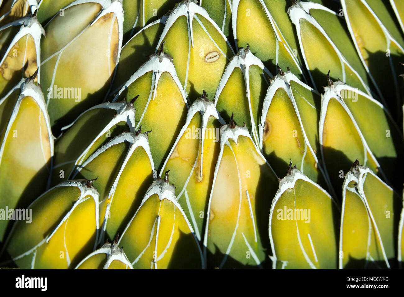 Cactus leaves hi-res stock photography and images - Alamy