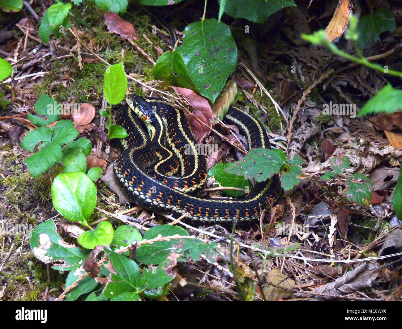 Snake columbia hi-res stock photography and images - Alamy