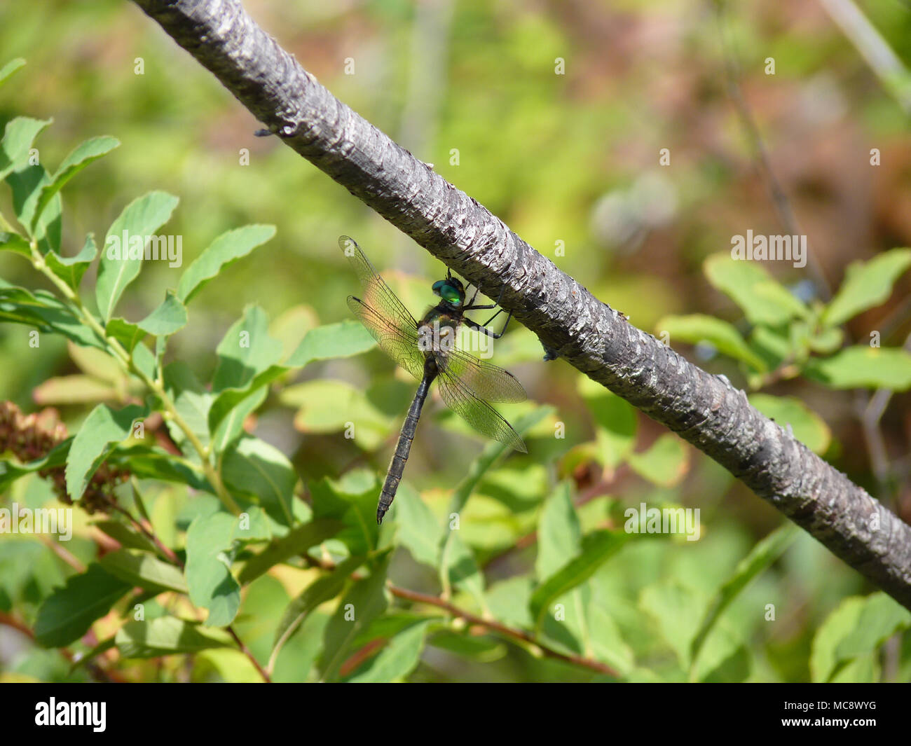Mountain Emerald dragonfly, Vancouver Island, British Columbia Stock ...