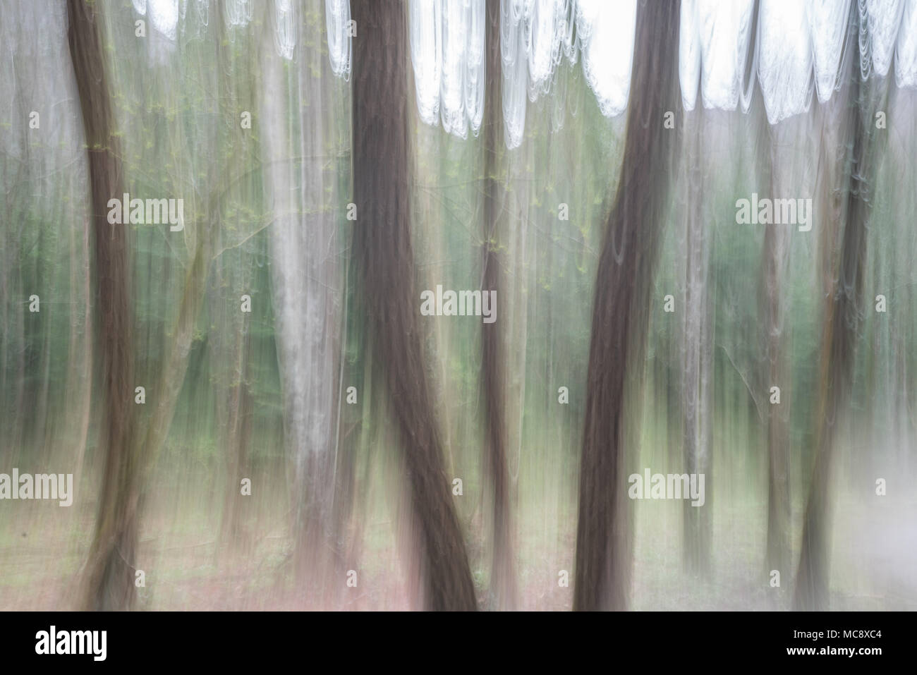Panning view green forest in hi-res stock photography and images - Alamy