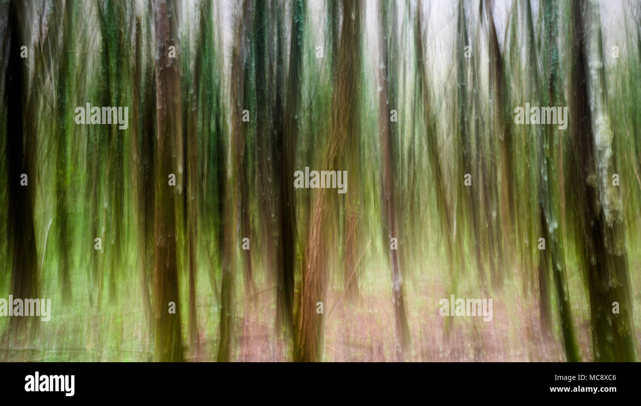 Panning view green forest in hi-res stock photography and images - Alamy