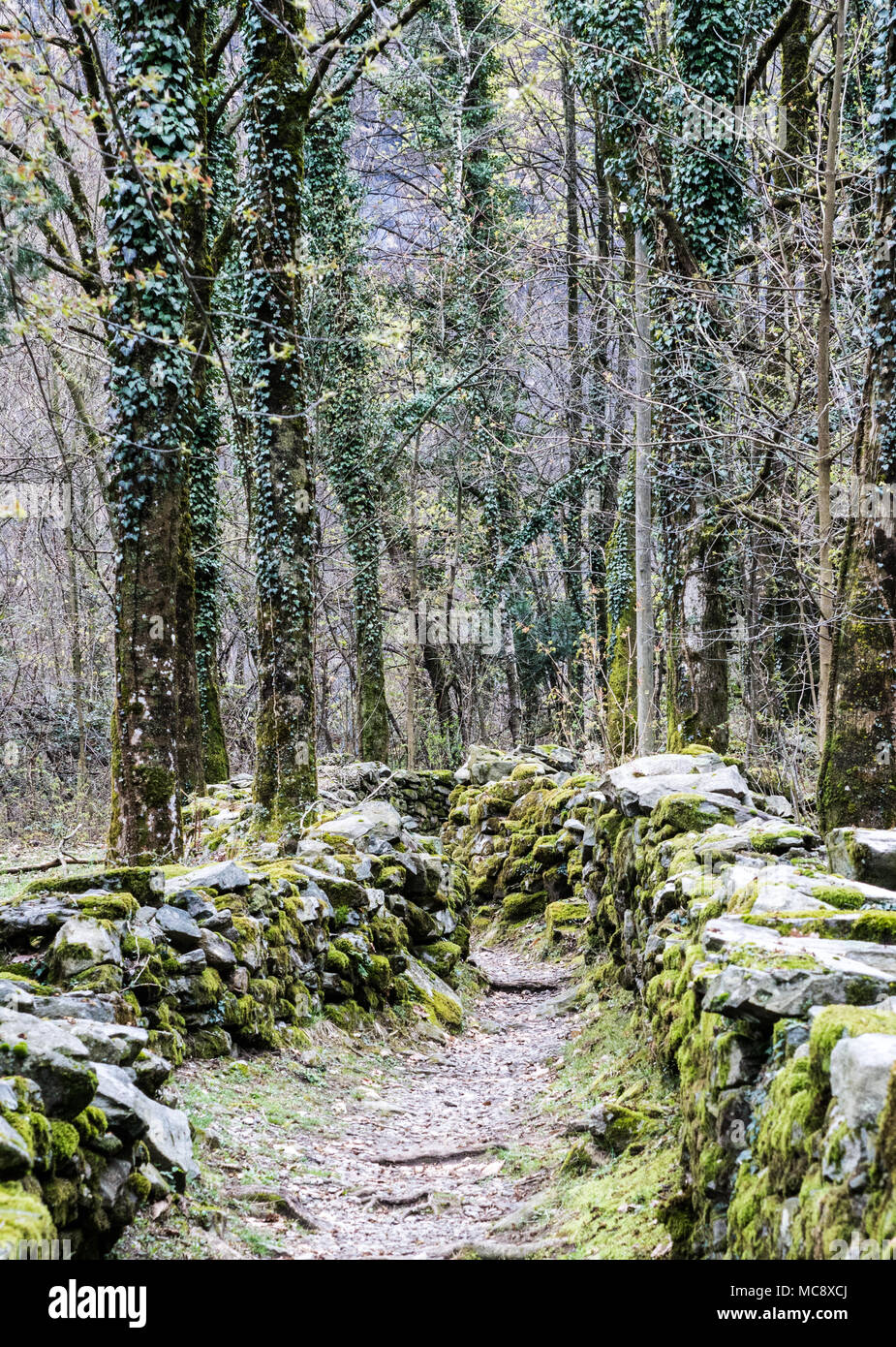 rugged hiking path through thick forest covered in vines and plants and ...