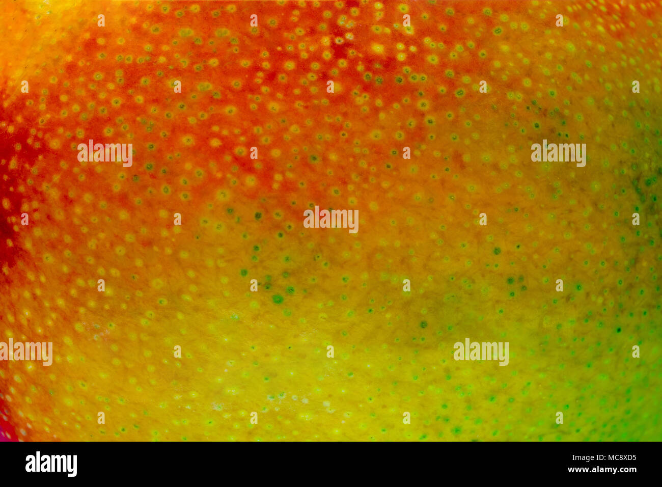 Colorful mango fruit background surface with free space. Green, yellow ...