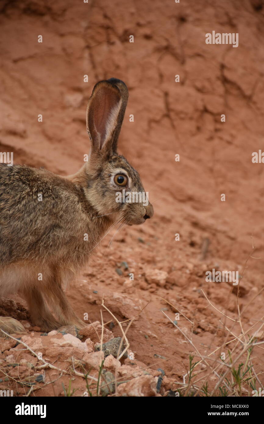 Wild Mongolian Hare in Gobi desert Stock Photo - Alamy