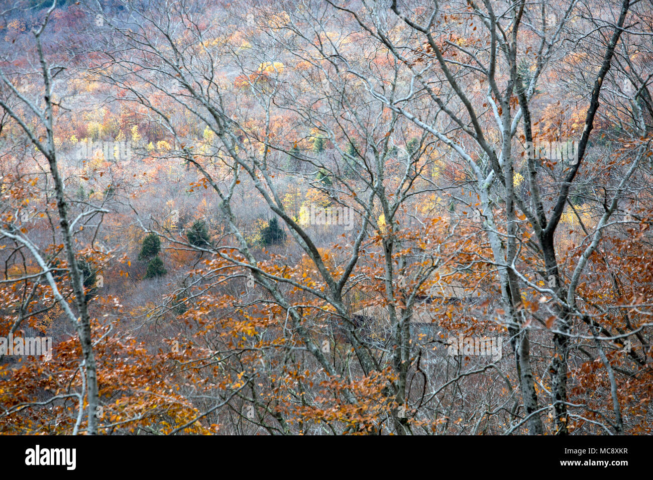 Trees in New Hampshire and the forest at fall time Stock Photo - Alamy