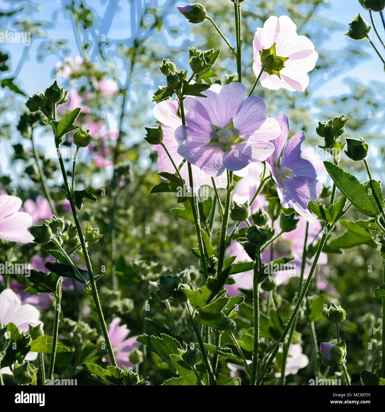 Mallows hi-res stock photography and images - Alamy
