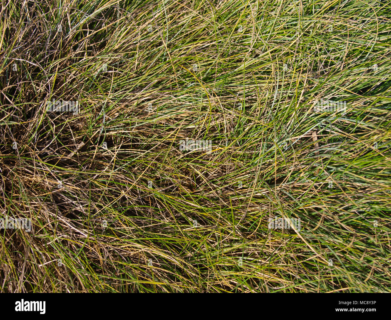 Festuca festuca glauca hi-res stock photography and images - Alamy