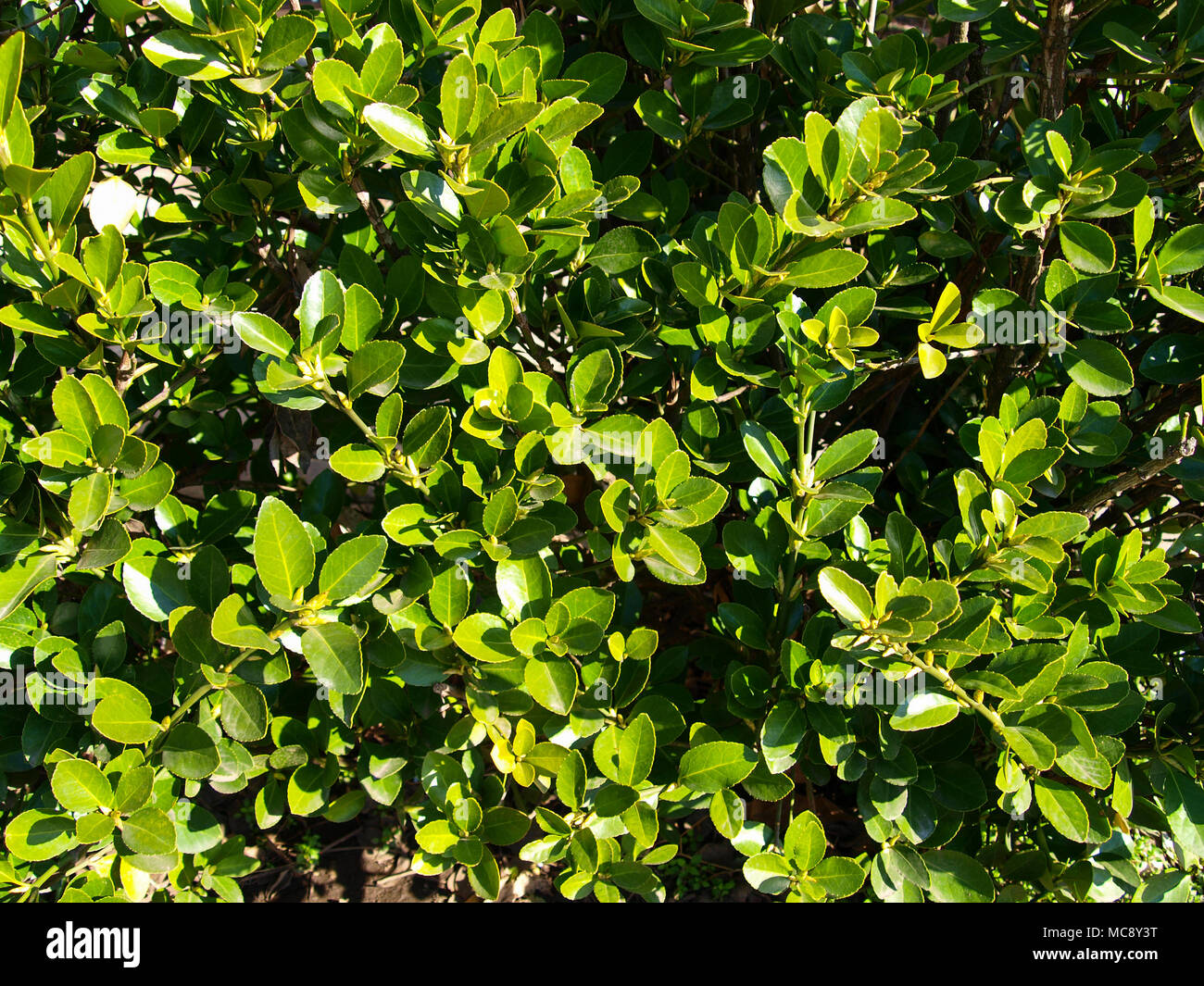 Ornamental green bush texture close up Stock Photo - Alamy