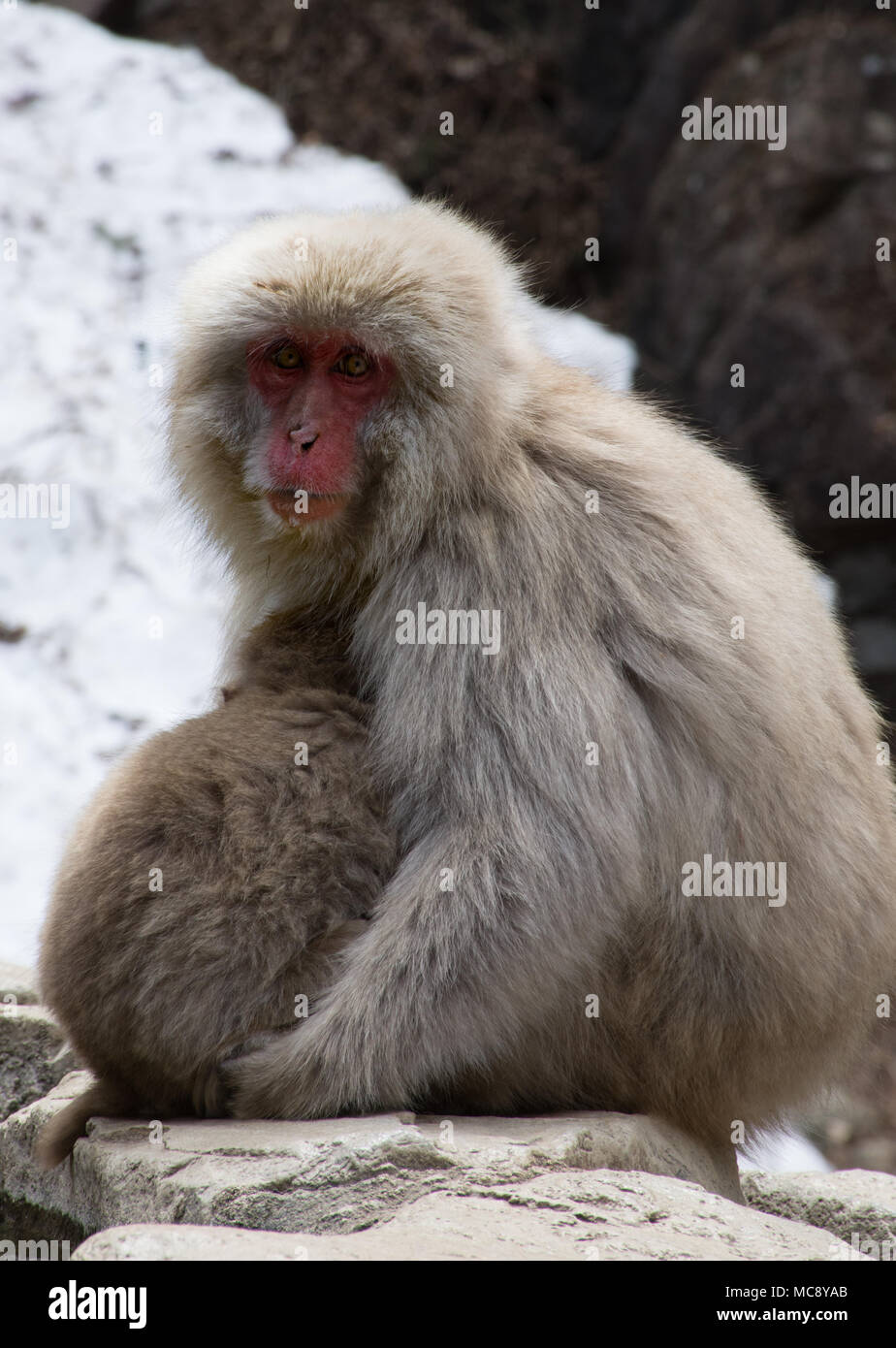 Monkey mother nursing baby hi-res stock photography and images - Alamy