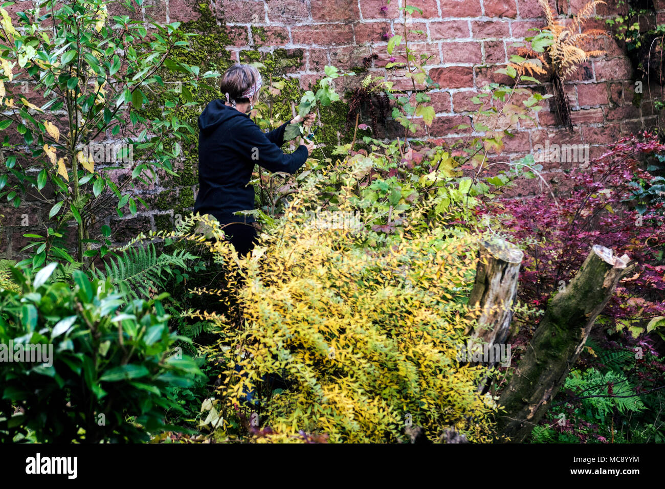 Gardening and lifestyle hi-res stock photography and images - Alamy