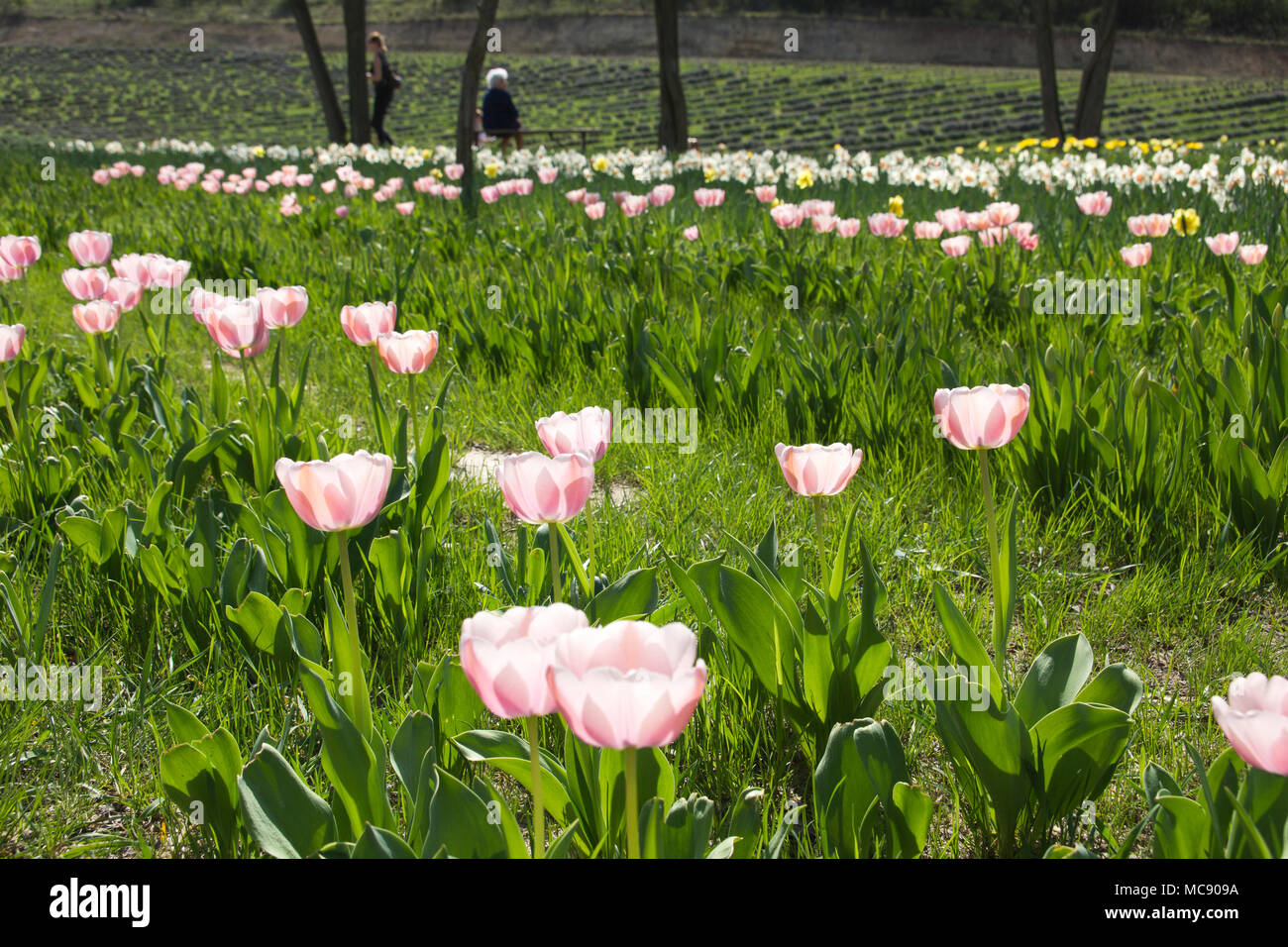 Field of tulips daytime hi-res stock photography and images - Alamy