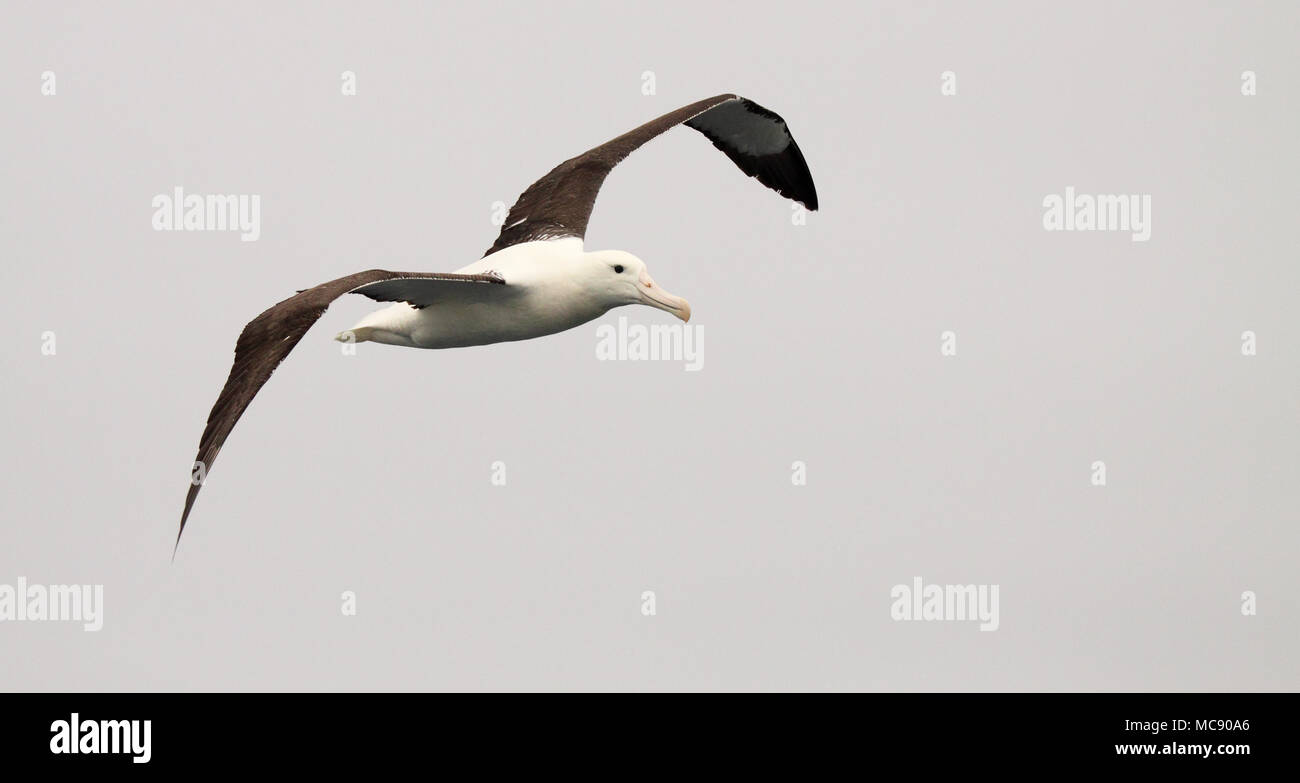 Albatross best hi-res stock photography and images - Alamy