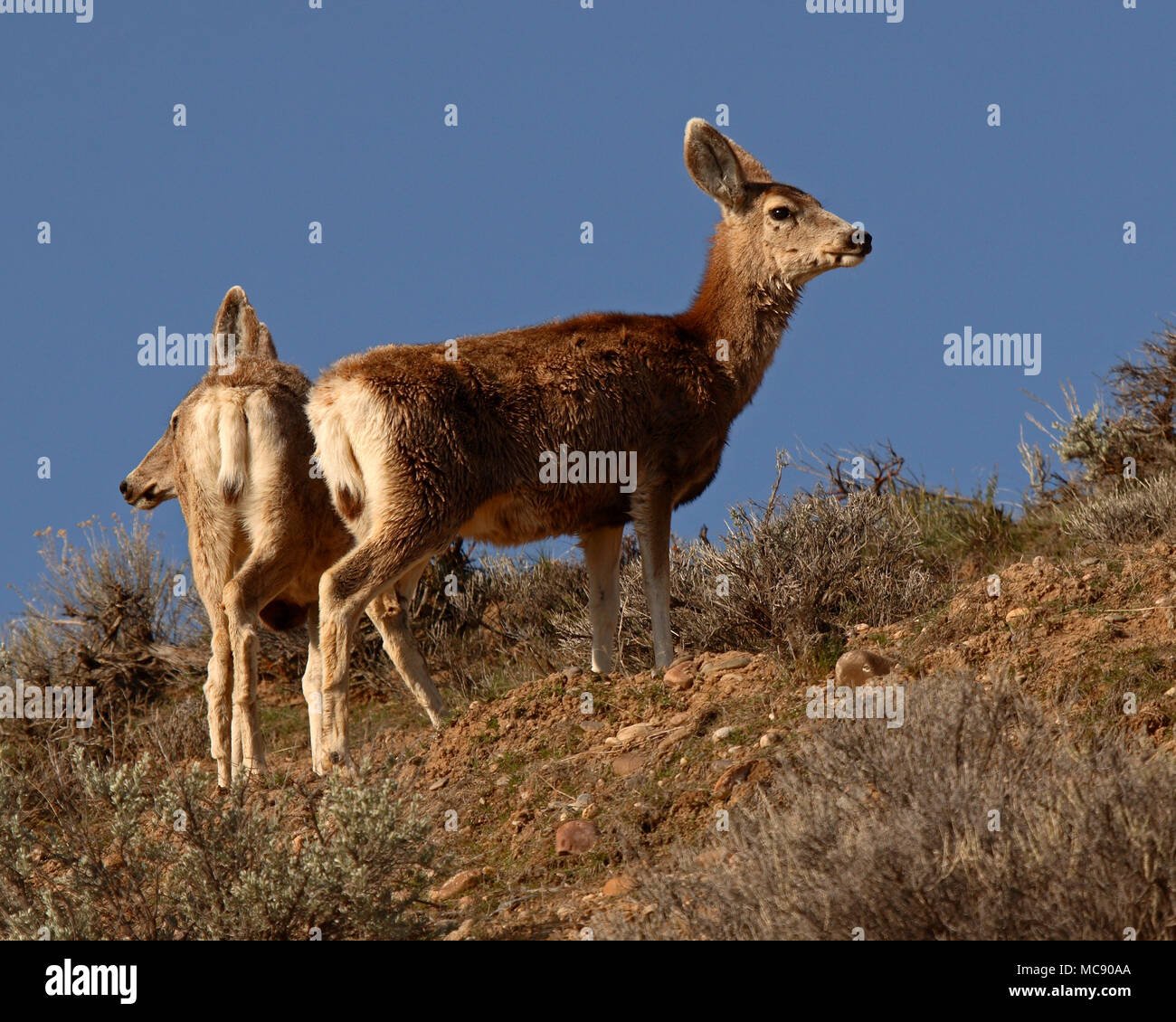 Mule deer in spring hi-res stock photography and images - Alamy