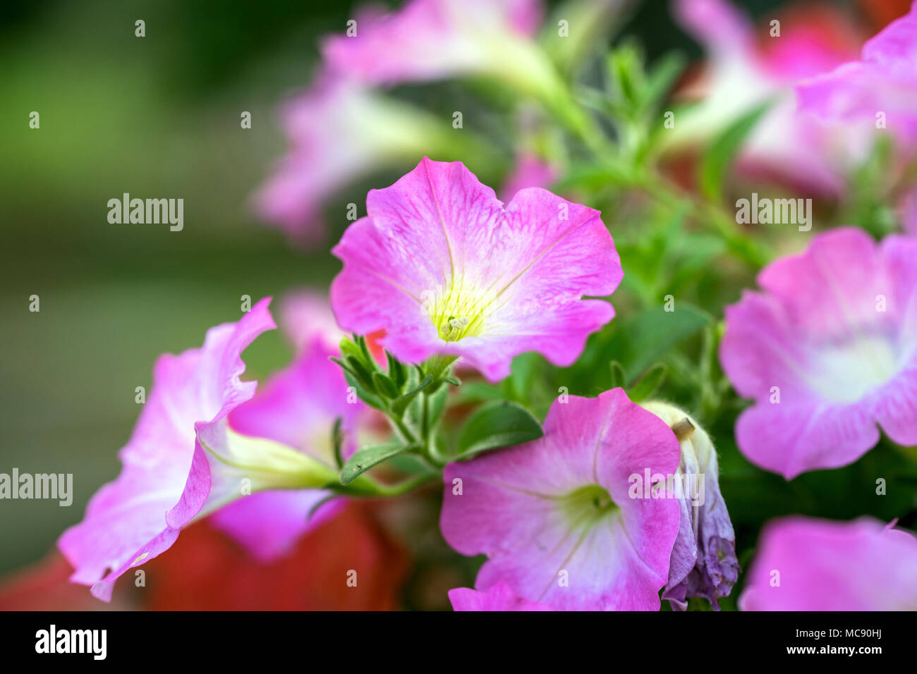 Blooming flowers in spring Stock Photo - Alamy