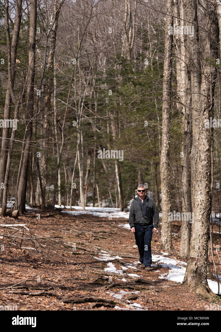 Male hiker walks on trail covered by patches of snow in Mount Greylock ...