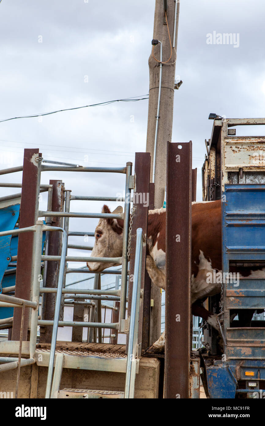 Cattle sale at Wagga Wagga sale yards Stock Photo - Alamy