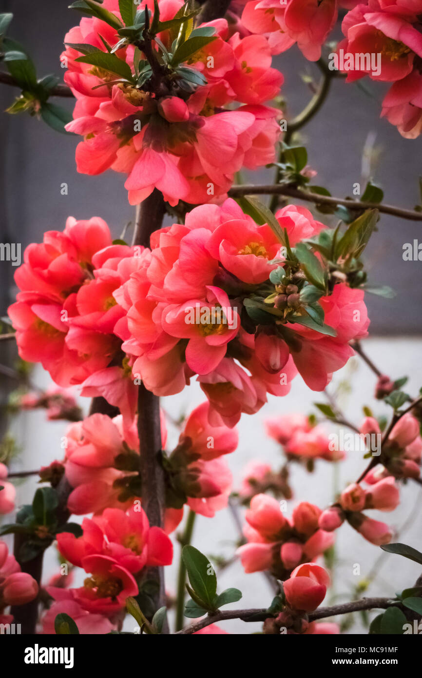 Maules quince hi-res stock photography and images - Alamy