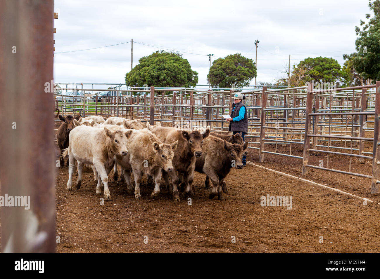 Cattle in holding pens hi-res stock photography and images - Alamy