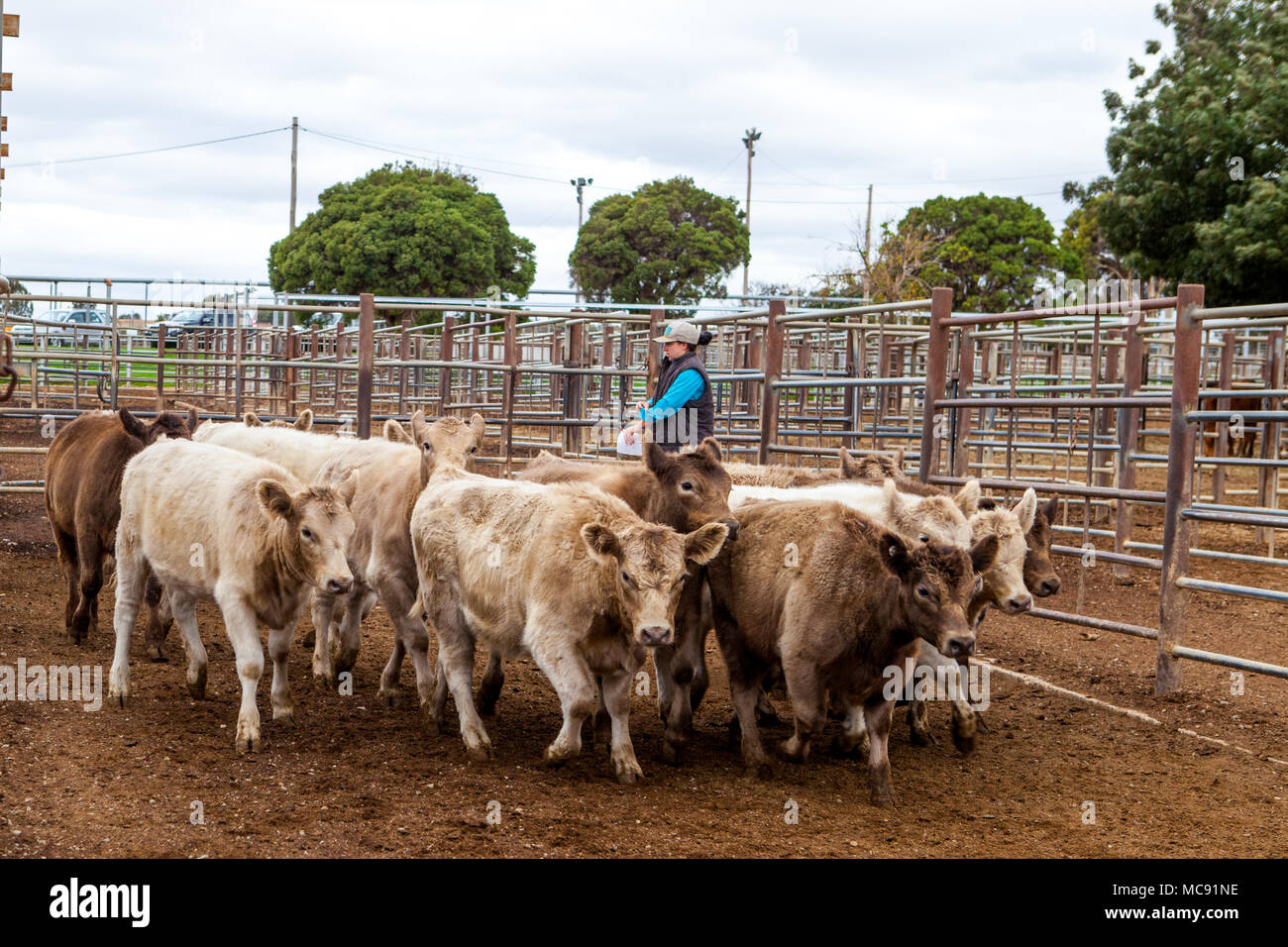Murray grey cattle hi-res stock photography and images - Alamy