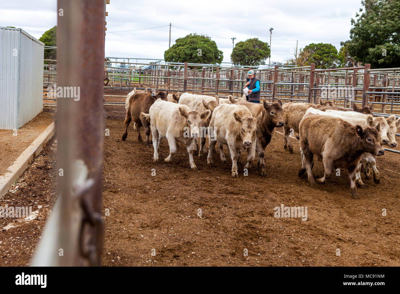 Murray grey cattle hi-res stock photography and images - Alamy