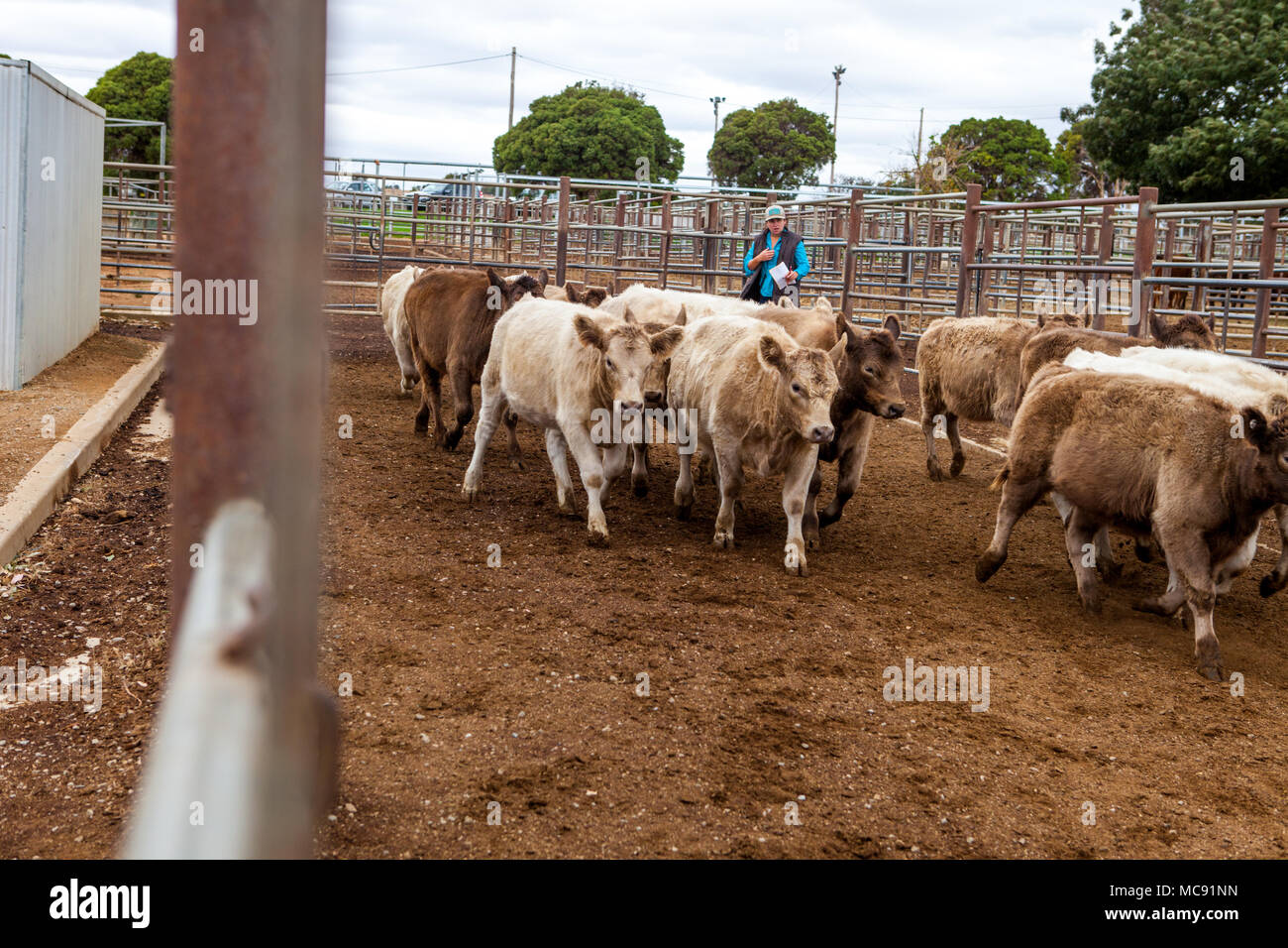 Murray grey cattle hi-res stock photography and images - Alamy
