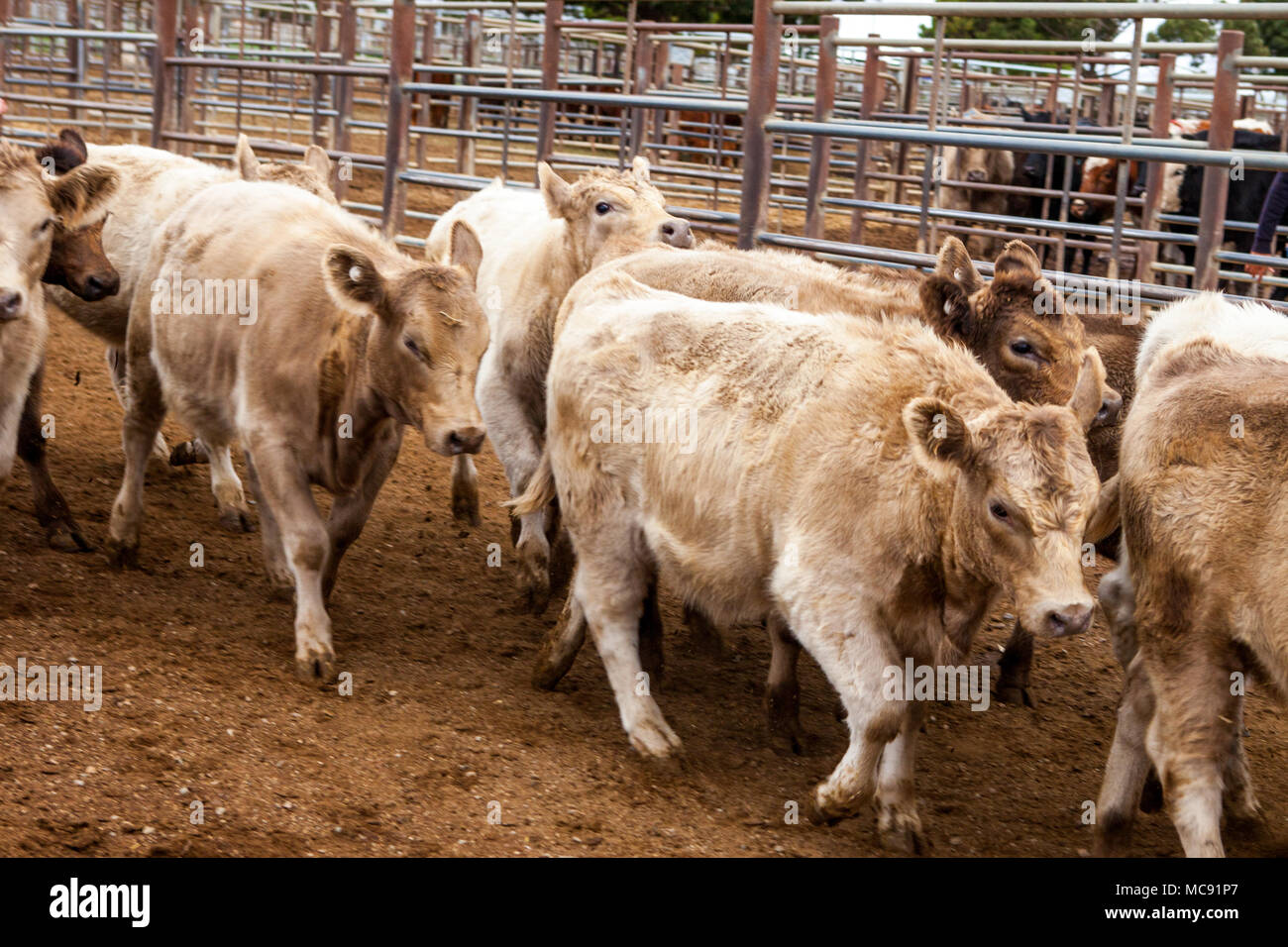 Murray grey cattle hi-res stock photography and images - Alamy