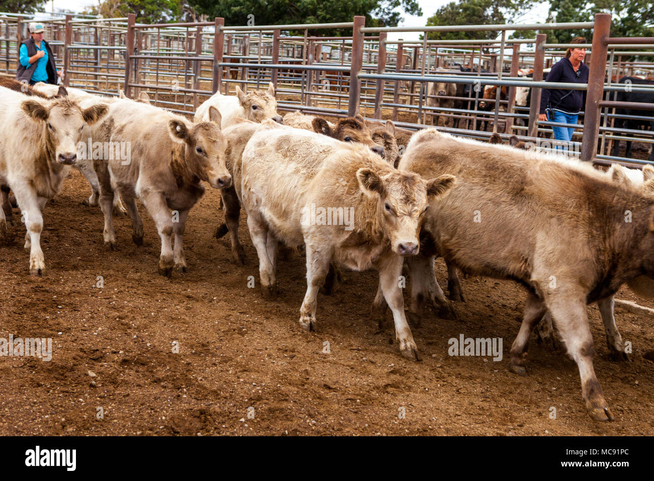 Murray Grey Cattle in sale pens at Wagga Livestock Centre Stock Photo ...